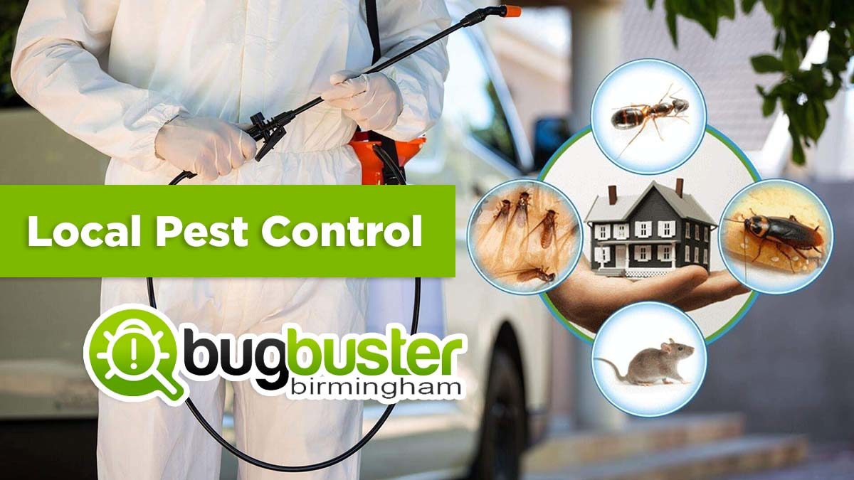 Tag: wasp control - Bug Busters Birmingham